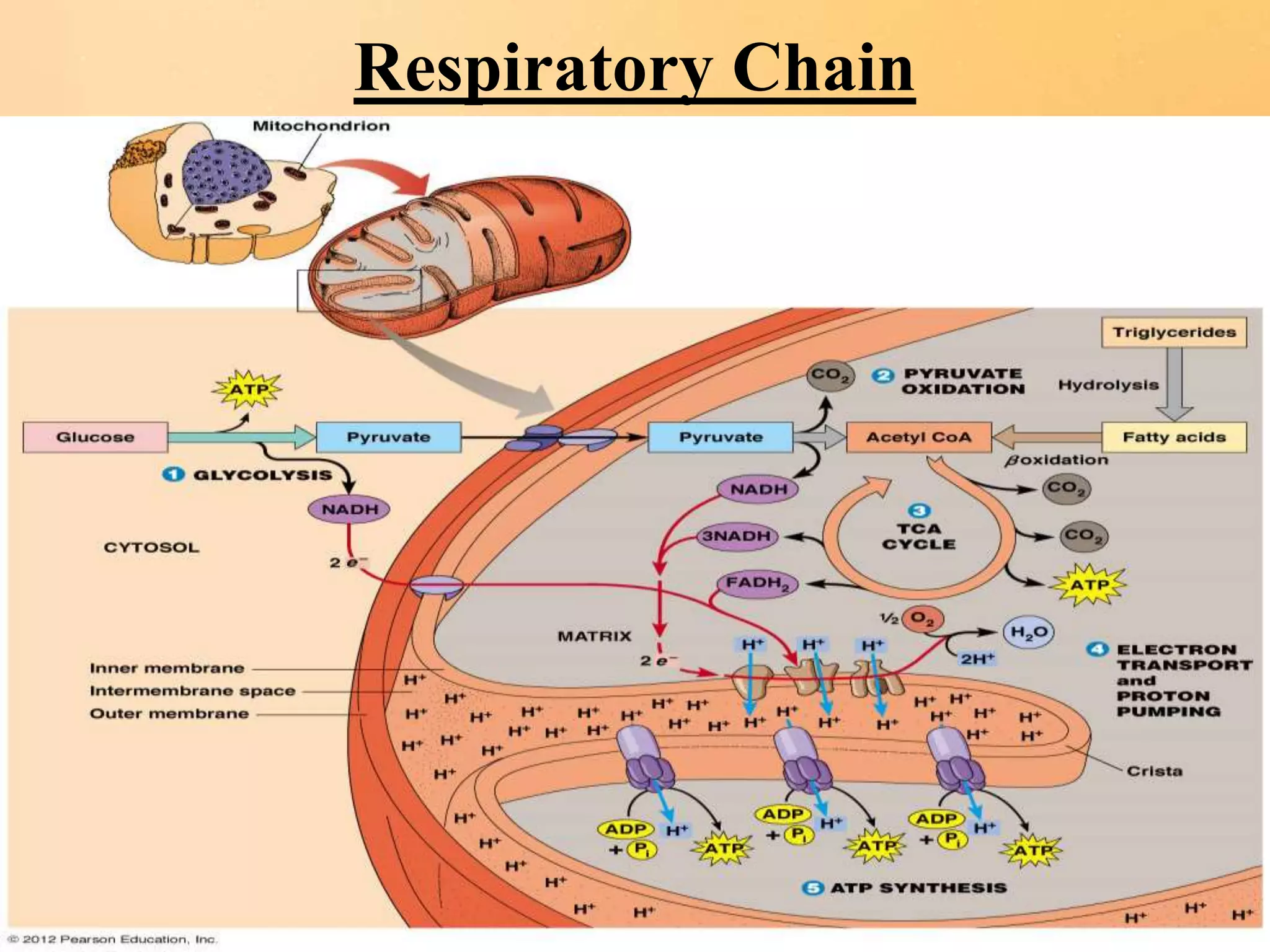 Carbohydrate metabolism & Interconnection of Metabolism with ...