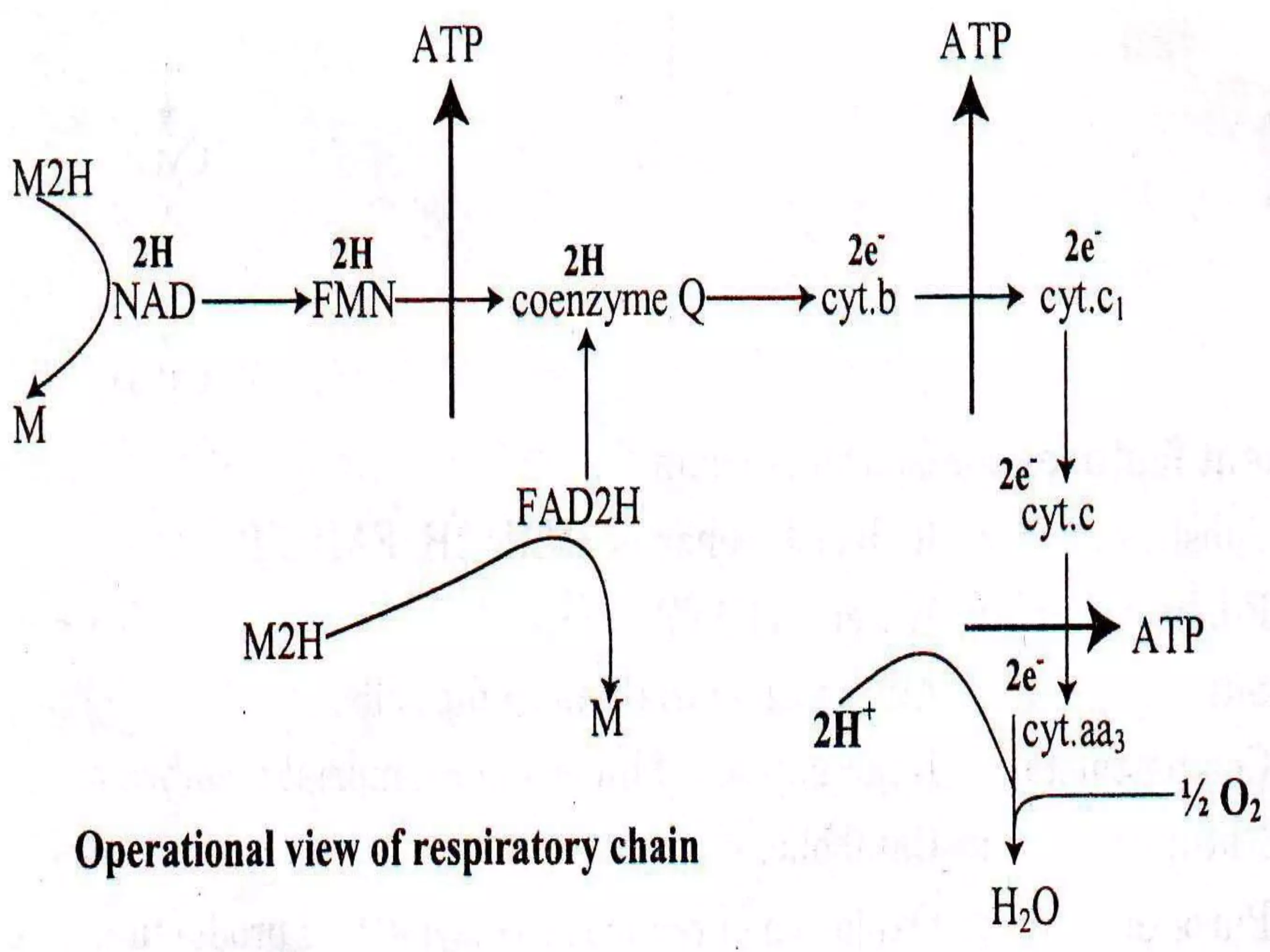 Carbohydrate metabolism & Interconnection of Metabolism with ...
