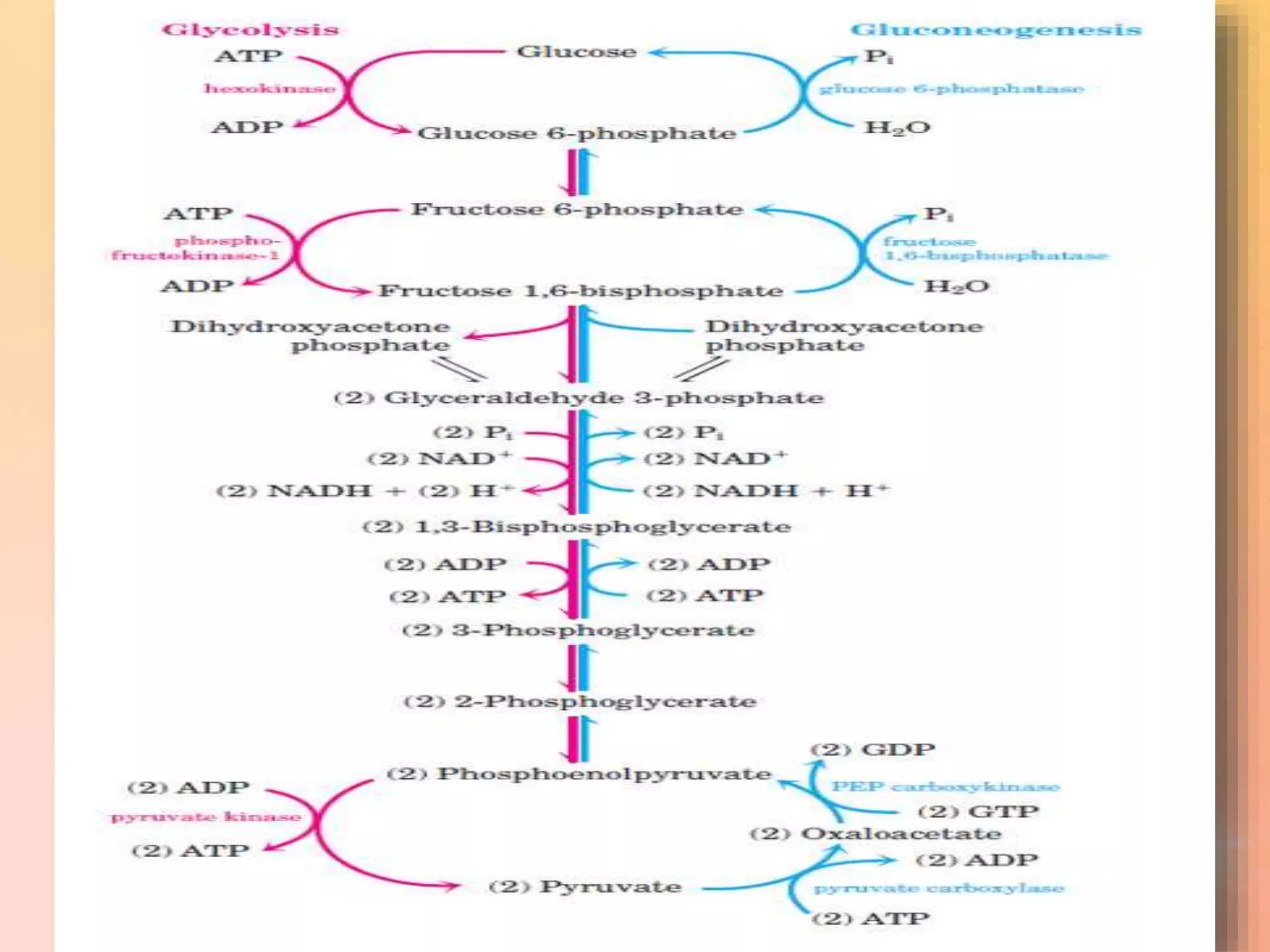 Carbohydrate metabolism & Interconnection of Metabolism with ...