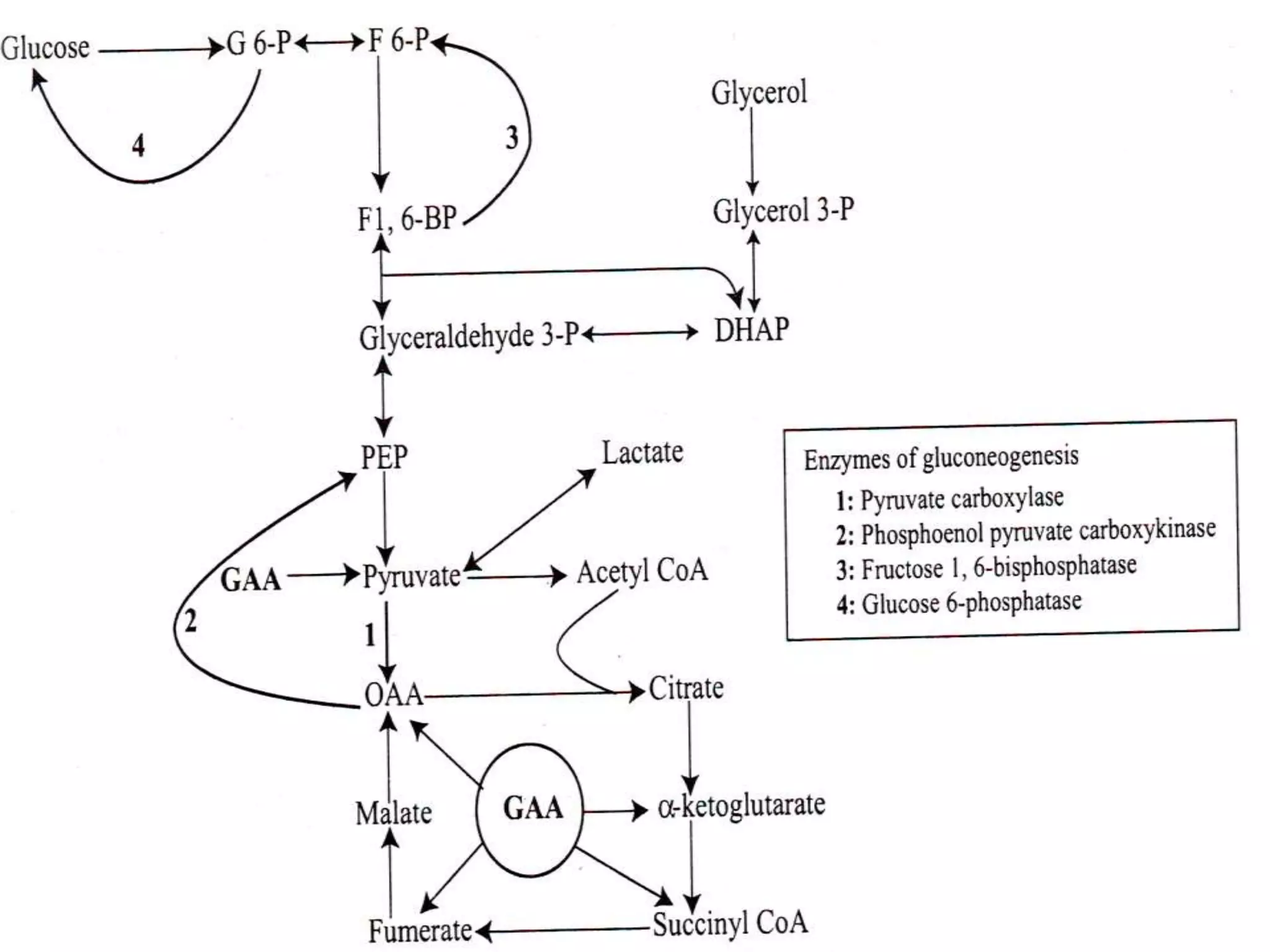 Carbohydrate metabolism & Interconnection of Metabolism with ...