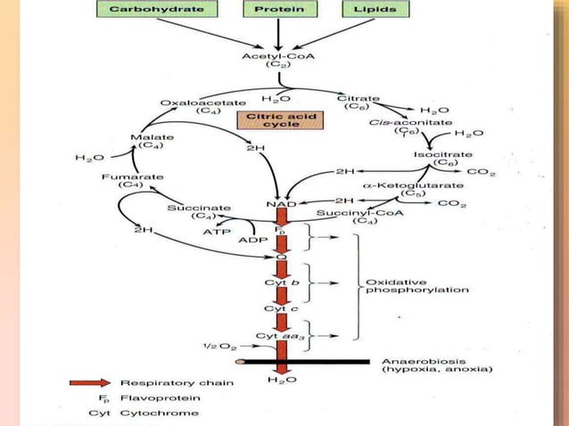 Carbohydrate metabolism & Interconnection of Metabolism with ...