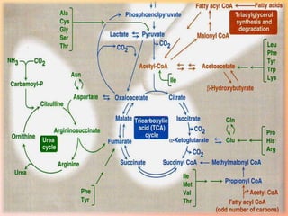Carbohydrate metabolism & Interconnection of Metabolism with ...