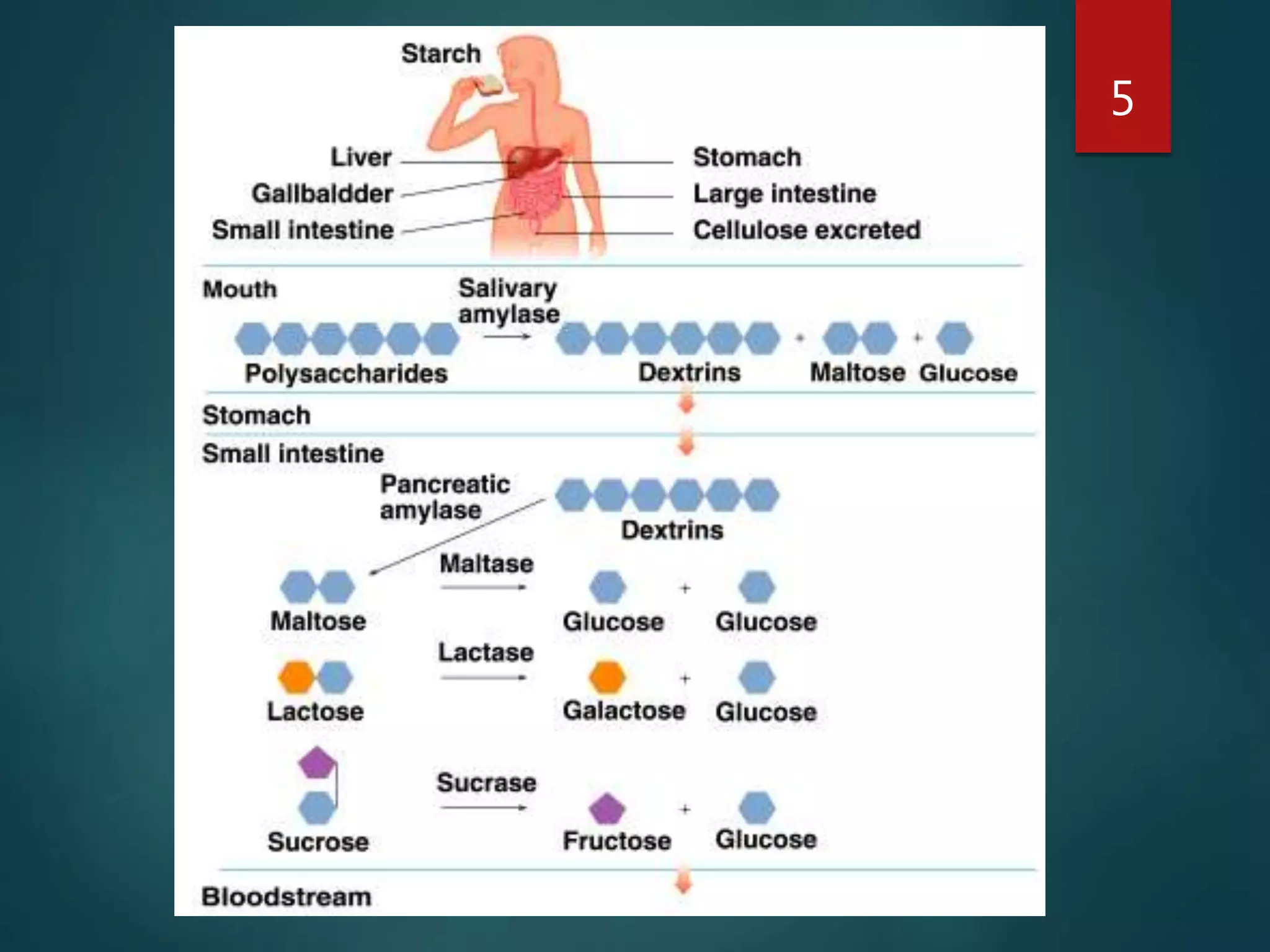 Carbohydrate metabolism | PPTX