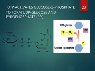 Carbohydrate metabolism | PPTX