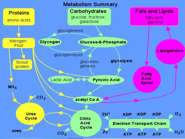 Carbohydrate Metabolism