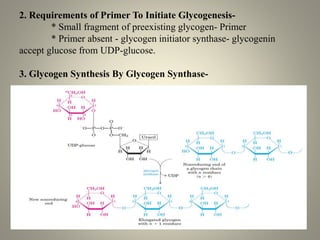 Carbohydrate metabolism | PPT