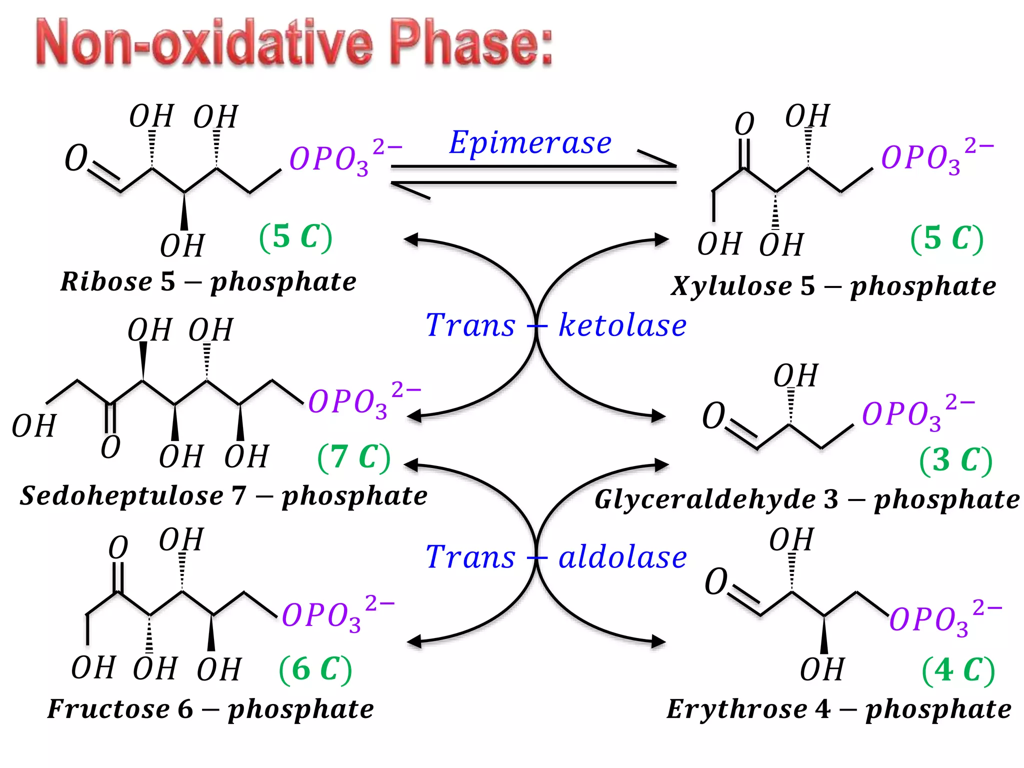 Carbohydrate Metabolism | PPTX