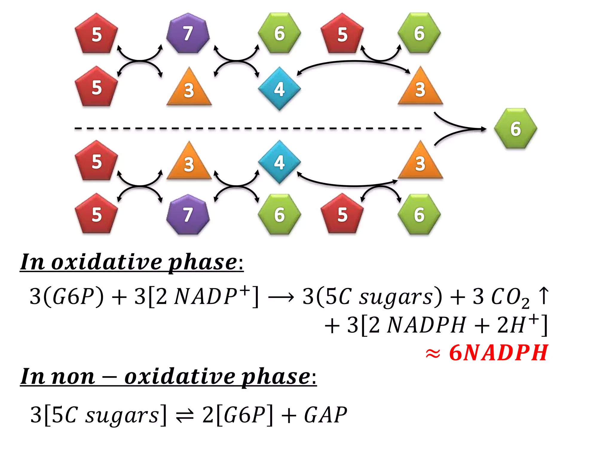 Carbohydrate Metabolism | PPTX