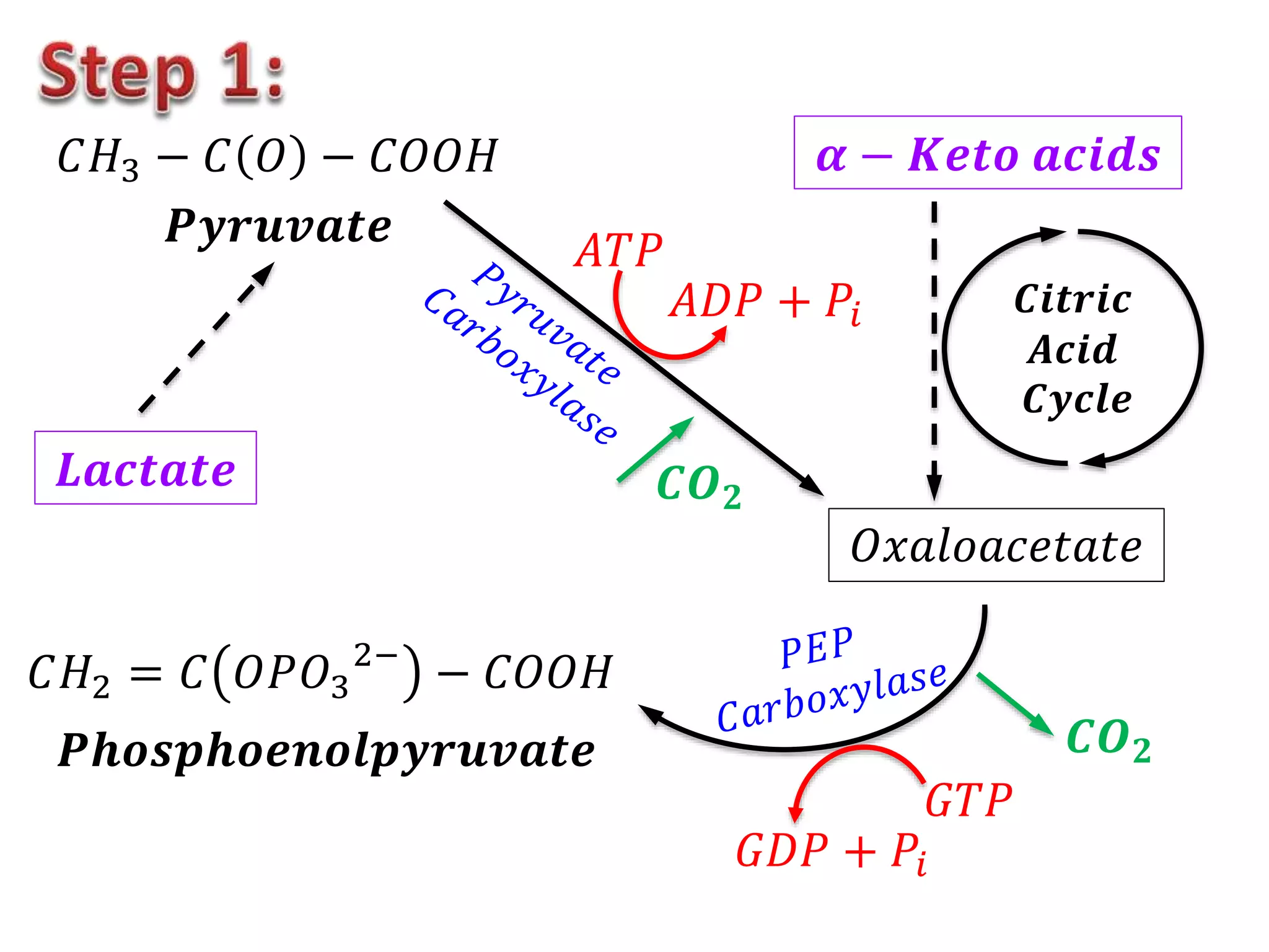 Carbohydrate Metabolism | PPTX