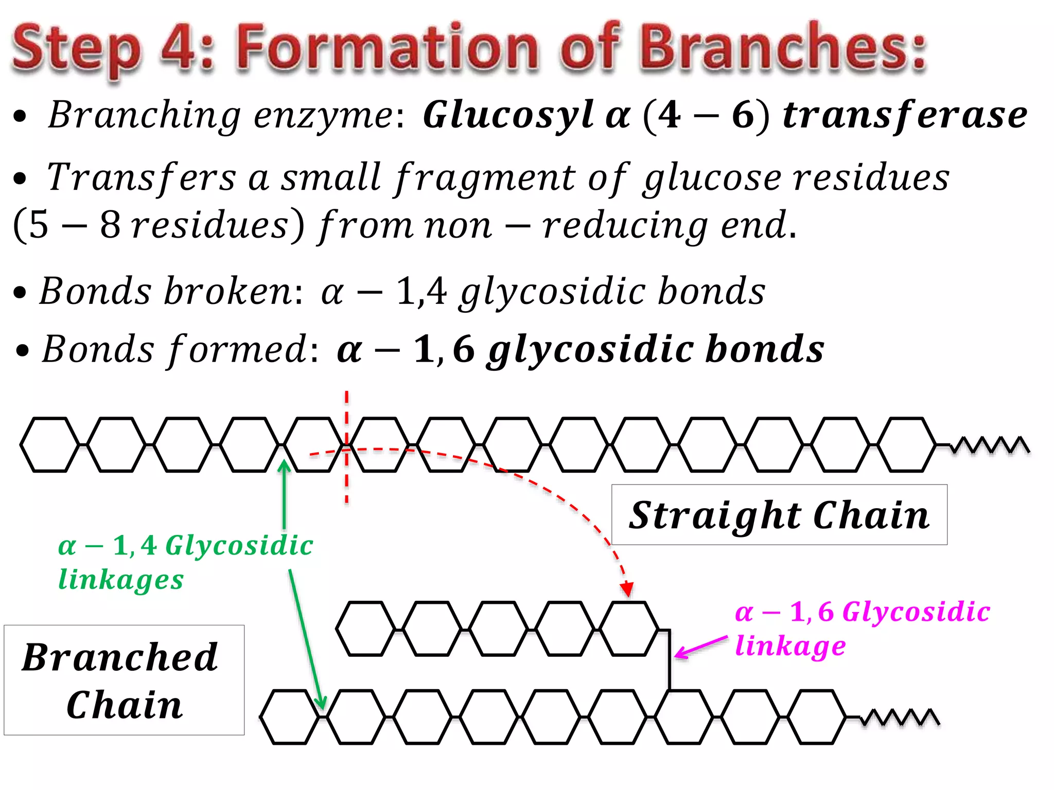 Carbohydrate Metabolism | PPTX