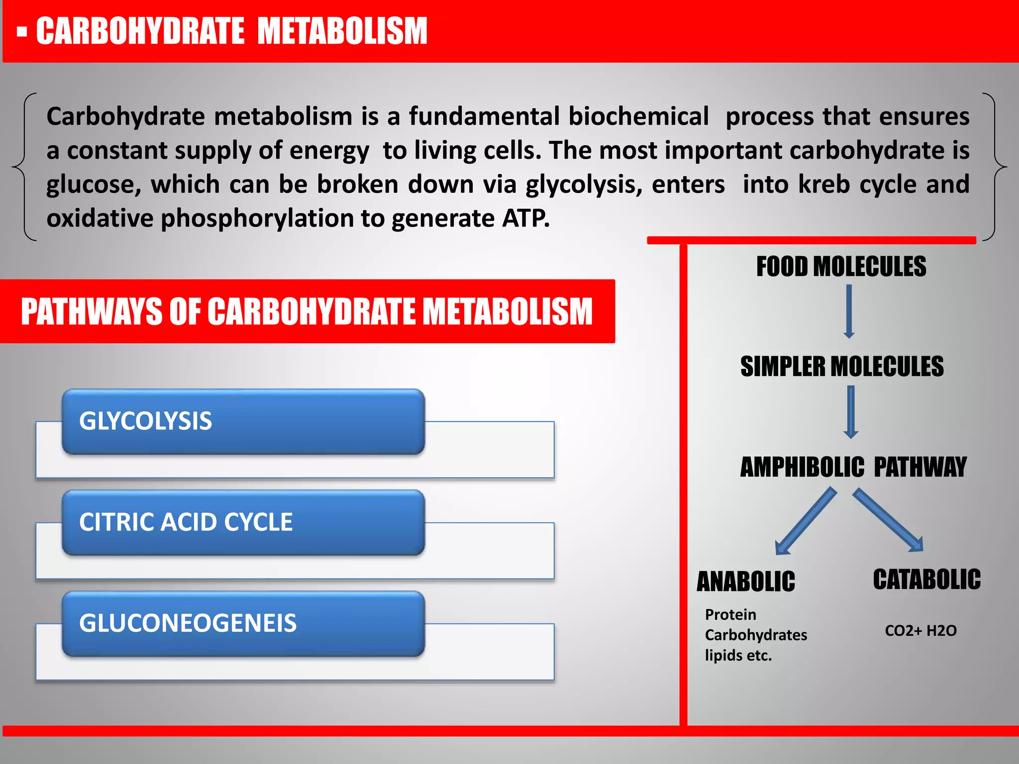 Carbohydrate metabolism.pptx