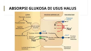 kuliah metabolisme karbohidrat- biokimia.pptx