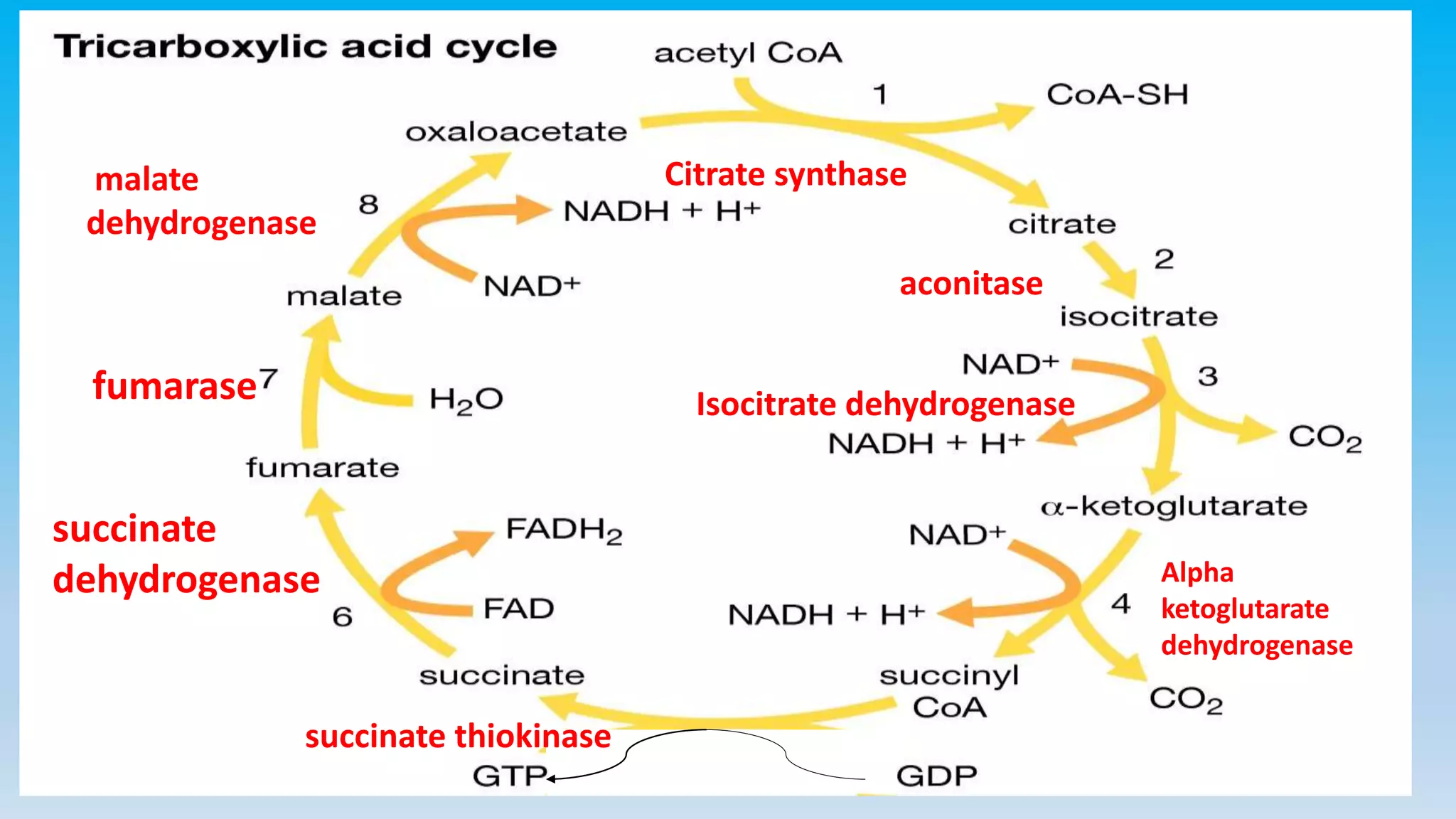 carbohydrate metabolism -bpt.pptx