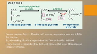 carbohydrate metabolism- GLYCOLYSIS.pptx