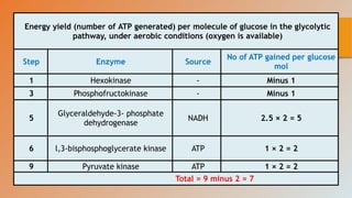 carbohydrate metabolism- GLYCOLYSIS.pptx