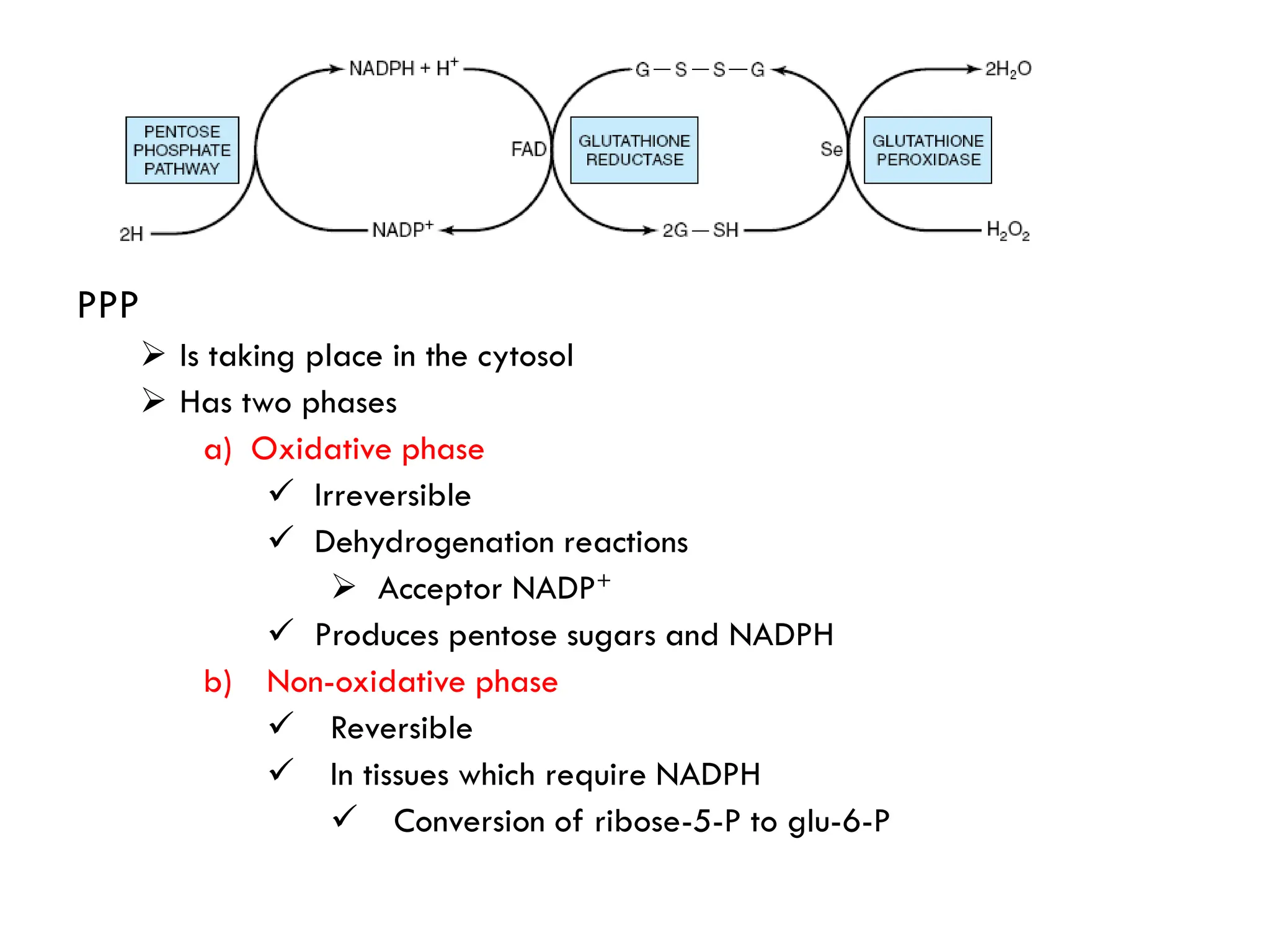Carbohydrate Metabolism with the pathway.pdf