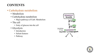 Carbohydrate metabolism and glycolysis.pptx