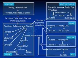 Carbohydrate metabolism an overview | PPTX