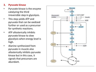 Carbohydrate metabolism b.pharm | PPTX