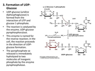 Carbohydrate metabolism b.pharm | PPTX