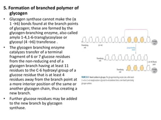 Carbohydrate metabolism b.pharm | PPTX