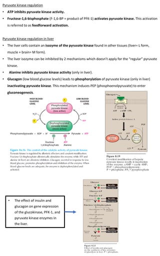 Carbohydrate metabolism final questions (3).pdf