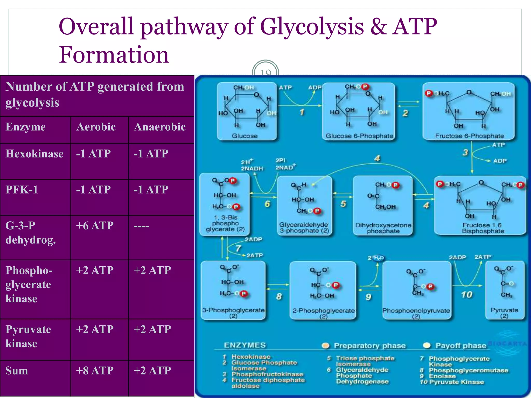 Carbohydrate Metabolism (Glycolysis).pptx