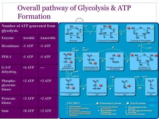 Carbohydrate Metabolism (Glycolysis).pptx