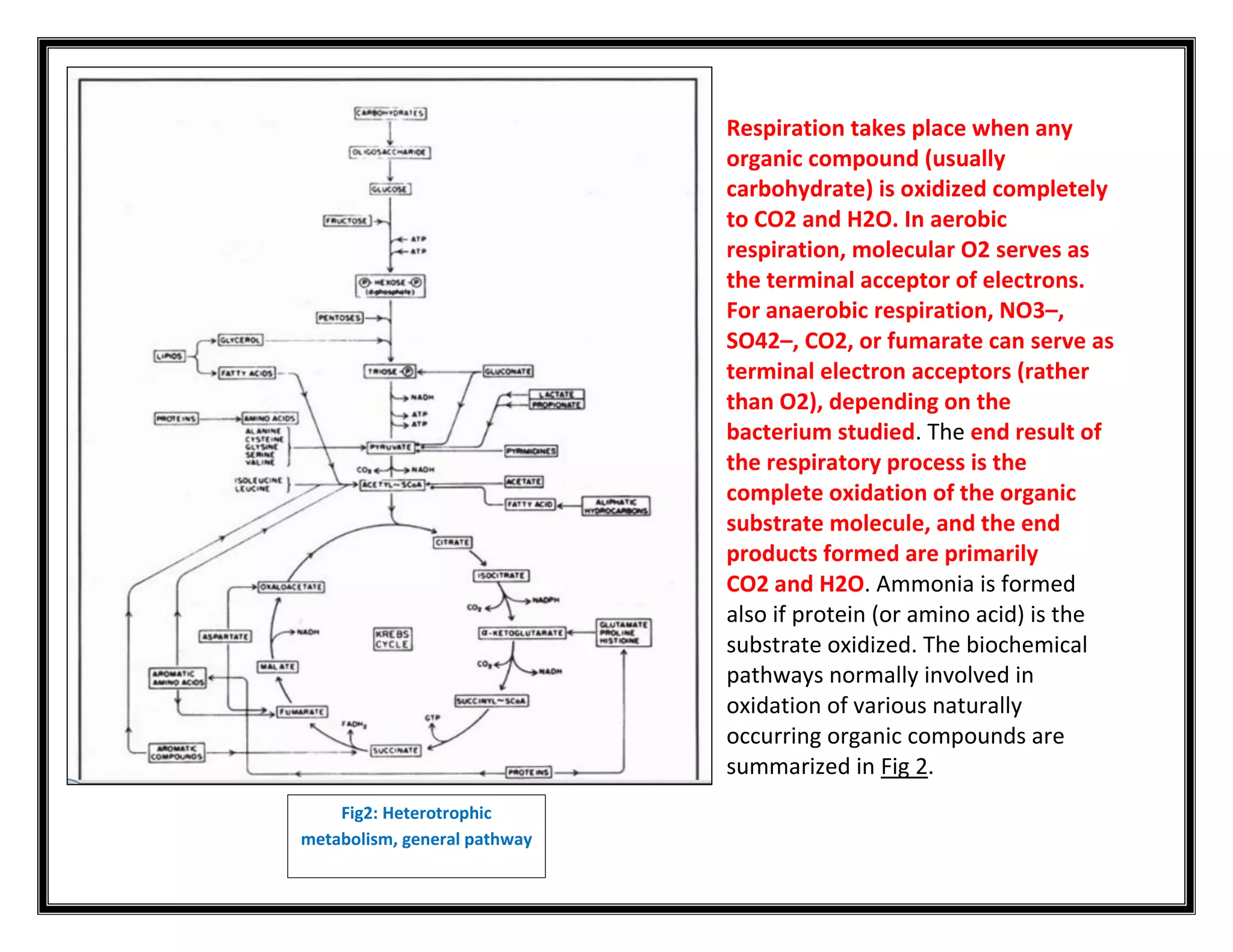 Carbohydrate metabolism in Bacteria.pdf