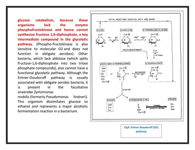 Carbohydrate metabolism in Bacteria.pdf | Chemistry | Science