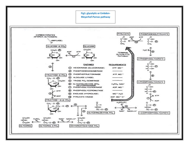Carbohydrate metabolism in Bacteria.pdf | Chemistry | Science