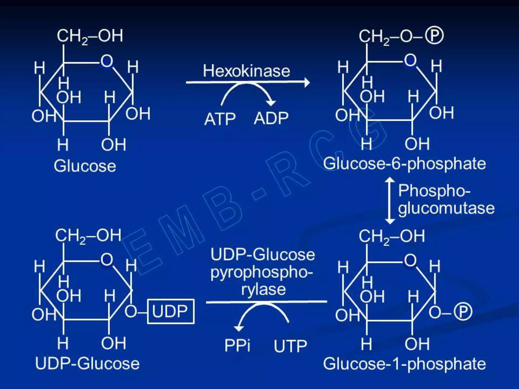 Carbohydrate metabolism minor pathways | PPTX