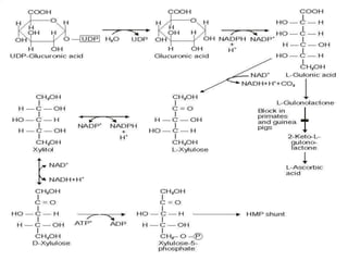 Carbohydrate metabolism minor pathways | PPTX