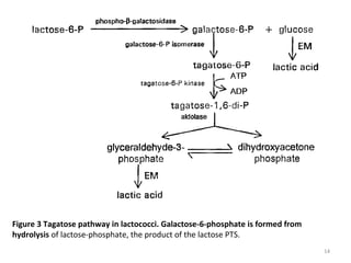 Carbohydrate metabolism | PPT