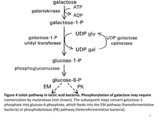 Carbohydrate metabolism | PPT