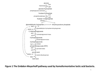 Carbohydrate metabolism | PPT