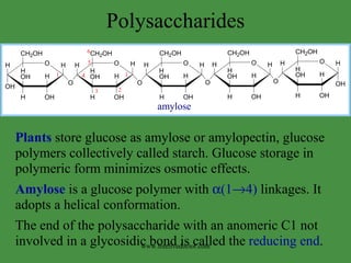 Carbohydrates | PPT