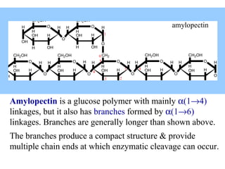 Carbohydrates | PPT