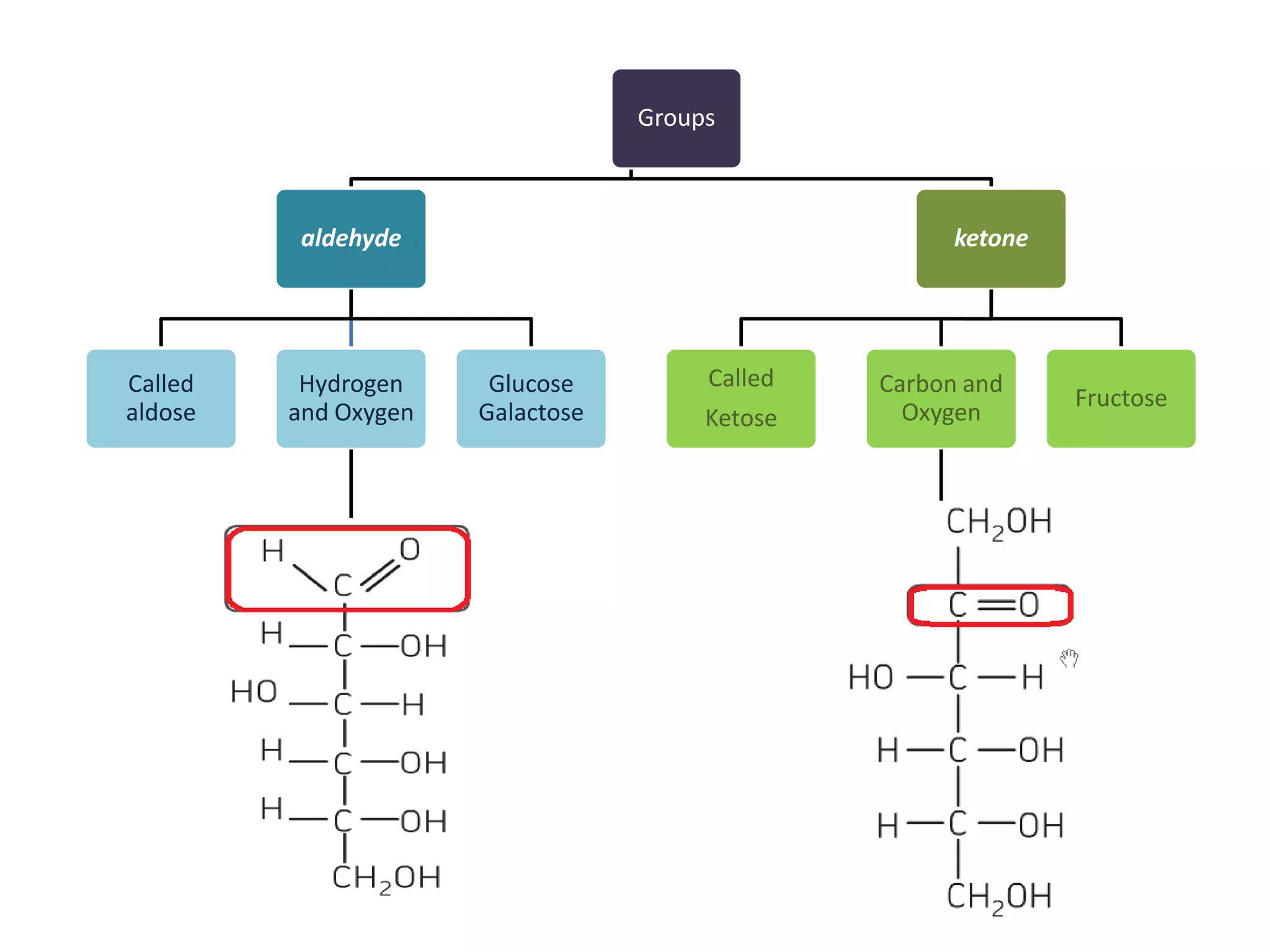Carbohydrates - Monosaccharides | PPTX