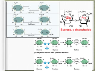 AS Biology Unit 1: Carbohydrates | PPTX
