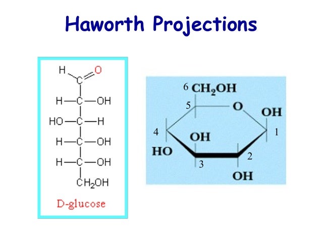 Metabolism of Carbohydrates
