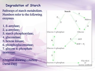 Carbohydrates | PPTX