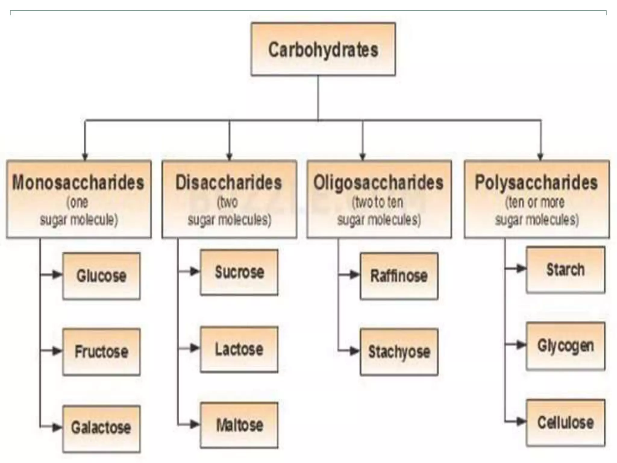 Carbohydrates Unit 2nd of Nutrition | PPTX