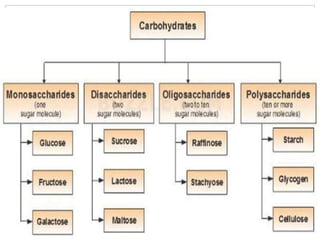 Carbohydrates Unit 2nd of Nutrition | PPTX