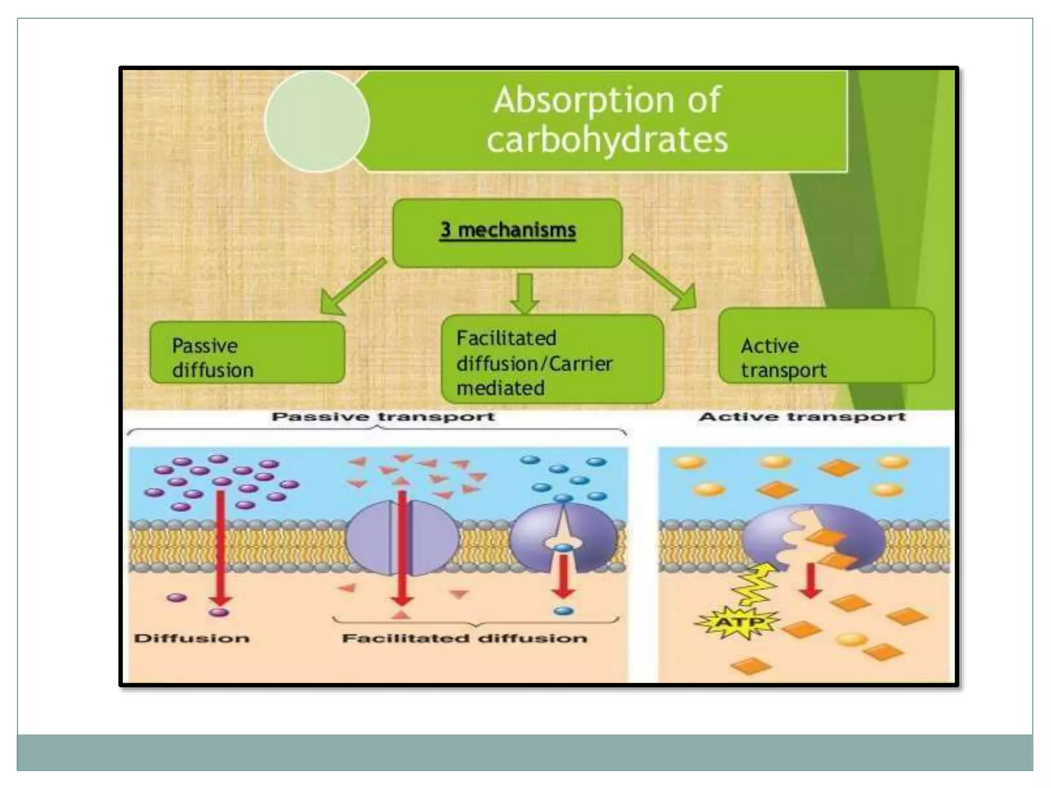 Carbohydrates | PPTX
