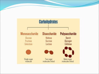 Carbohydrates | PPT