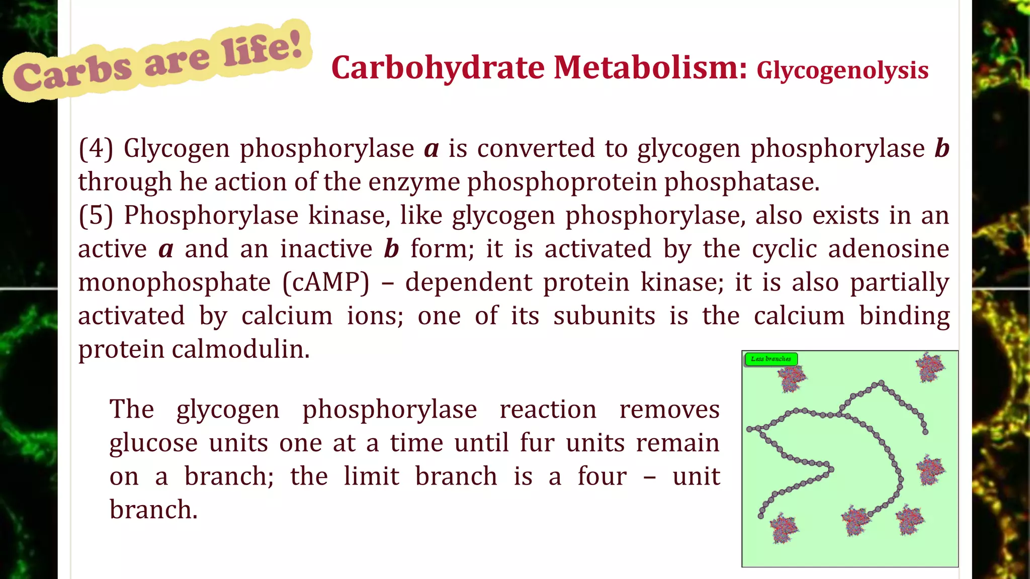 Carbohydrates | PPT