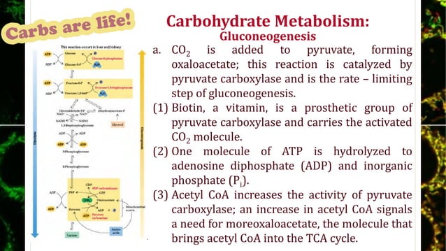 Carbohydrates | PPT