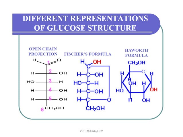 CARBOHYDRATES in animals uses and functions.pdf | Chemistry | Science