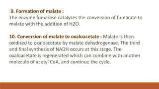 Carbohydrates + Glycolysis + Formation | PPTX